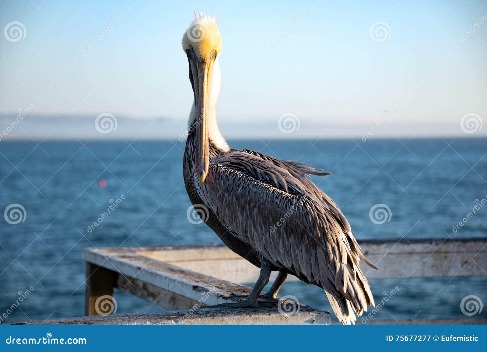 Grey Gelican En La Playa De Pismo Imagen de archivo - Imagen de fauna ...