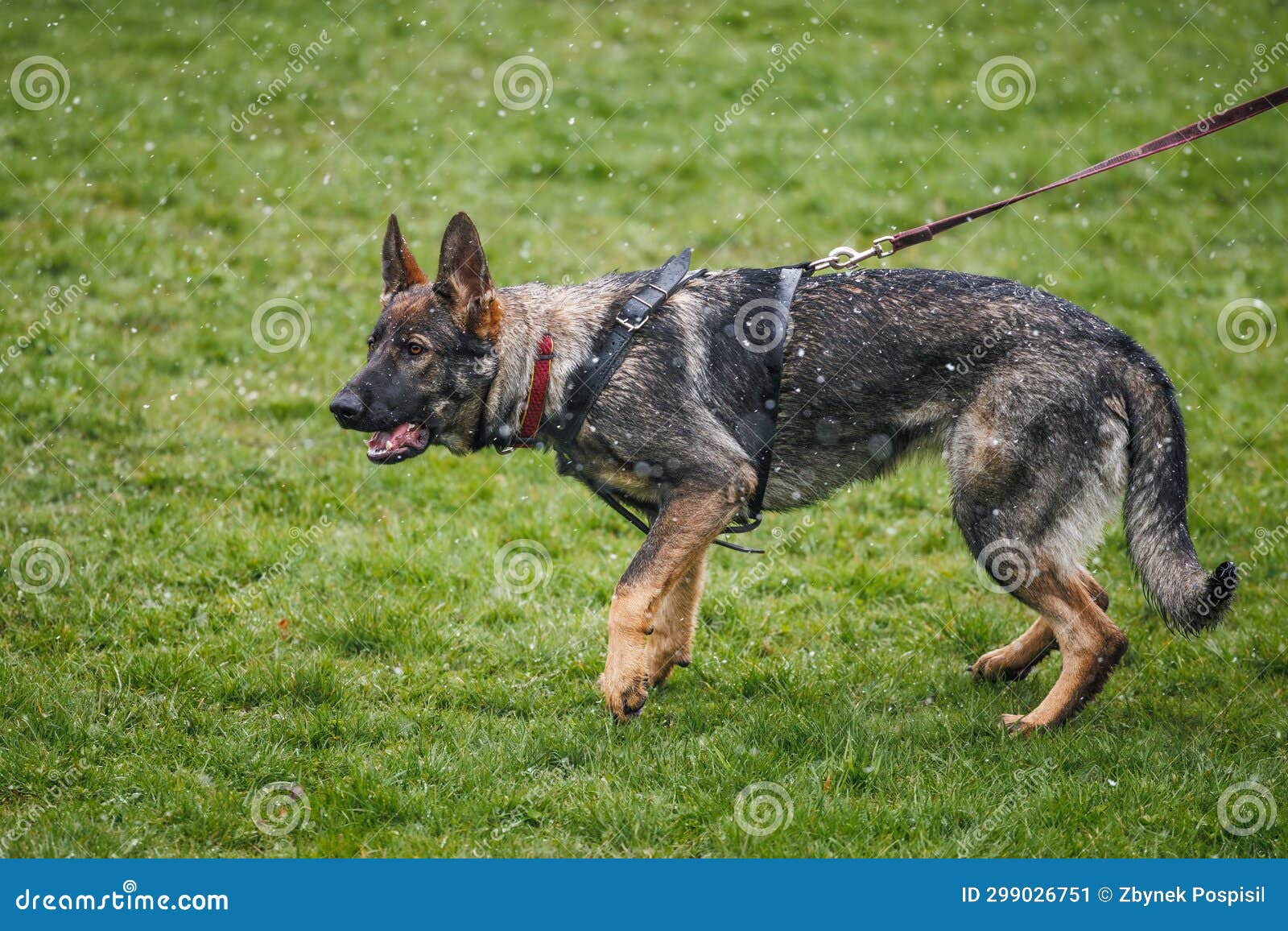Grey German Shepherd Dog on Leash Stock Image - Image of training ...