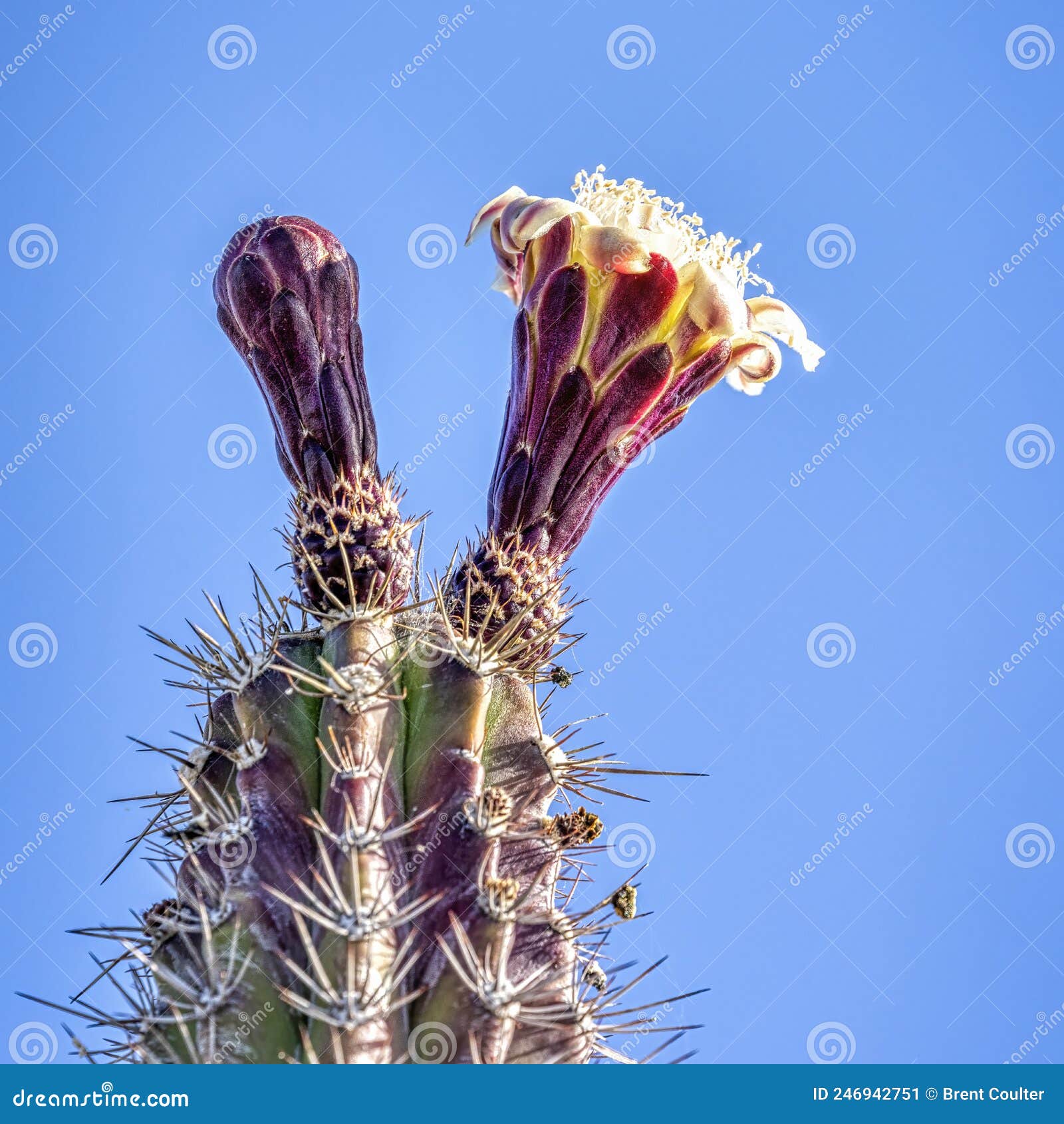 Grey Ghost Cactus Flowering in Springtime Stock Image - Image of ...