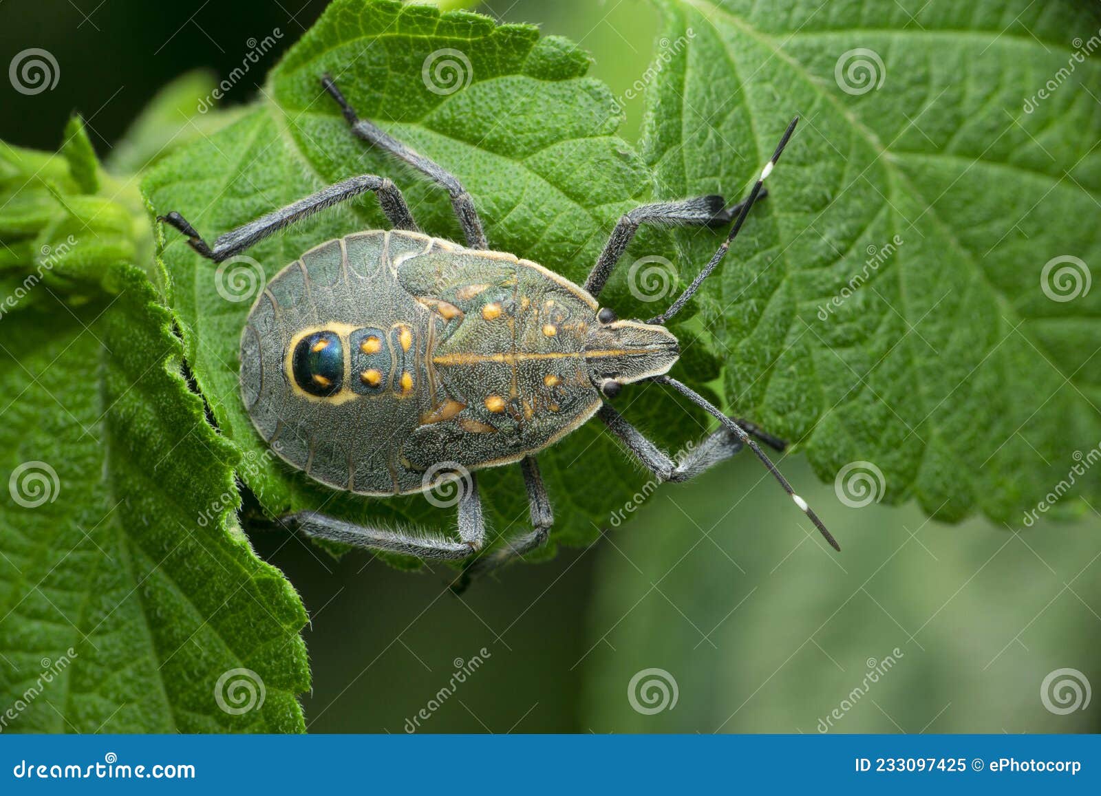 Grey Giant Stink Bug, Satara, Maharashtra Stock Image - Image of ...