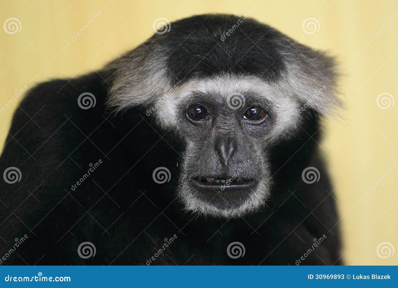 Grey gibbon stock image. Image of muelleri, detail, bornean - 30969893