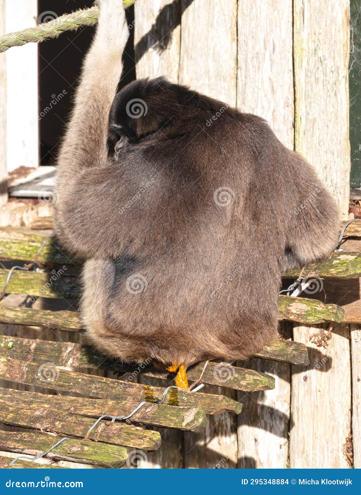 Grey Gibbon pooing stock photo. Image of pooing, bridge - 295348884