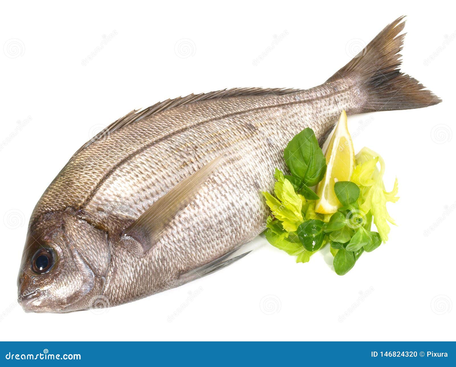 Grey Gilthead Seabream stock photo. Image of healthy - 146824320