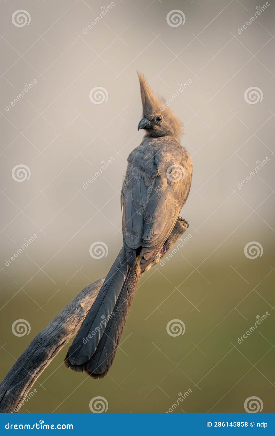 Grey Go-away-bird with Catchlight on Dead Branch Stock Photo - Image of ...