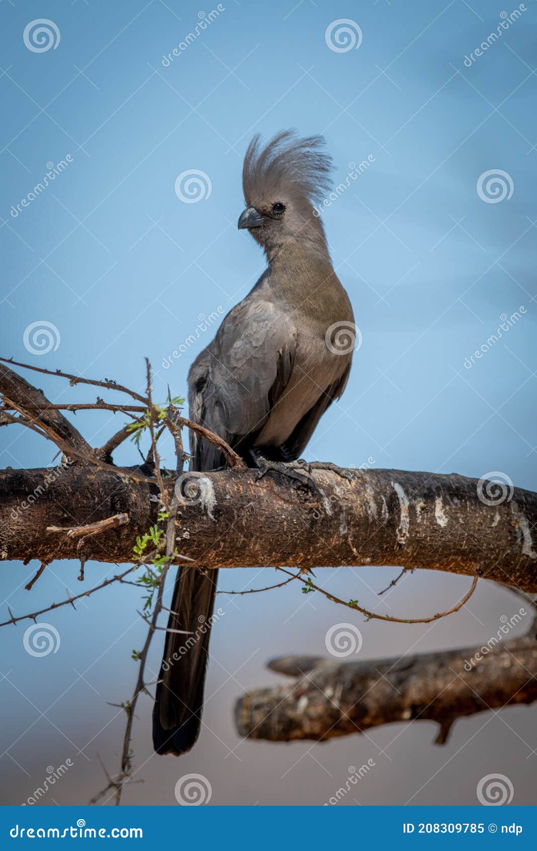 Grey Go-away-bird on Tree Branch Turning Head Stock Image - Image of ...