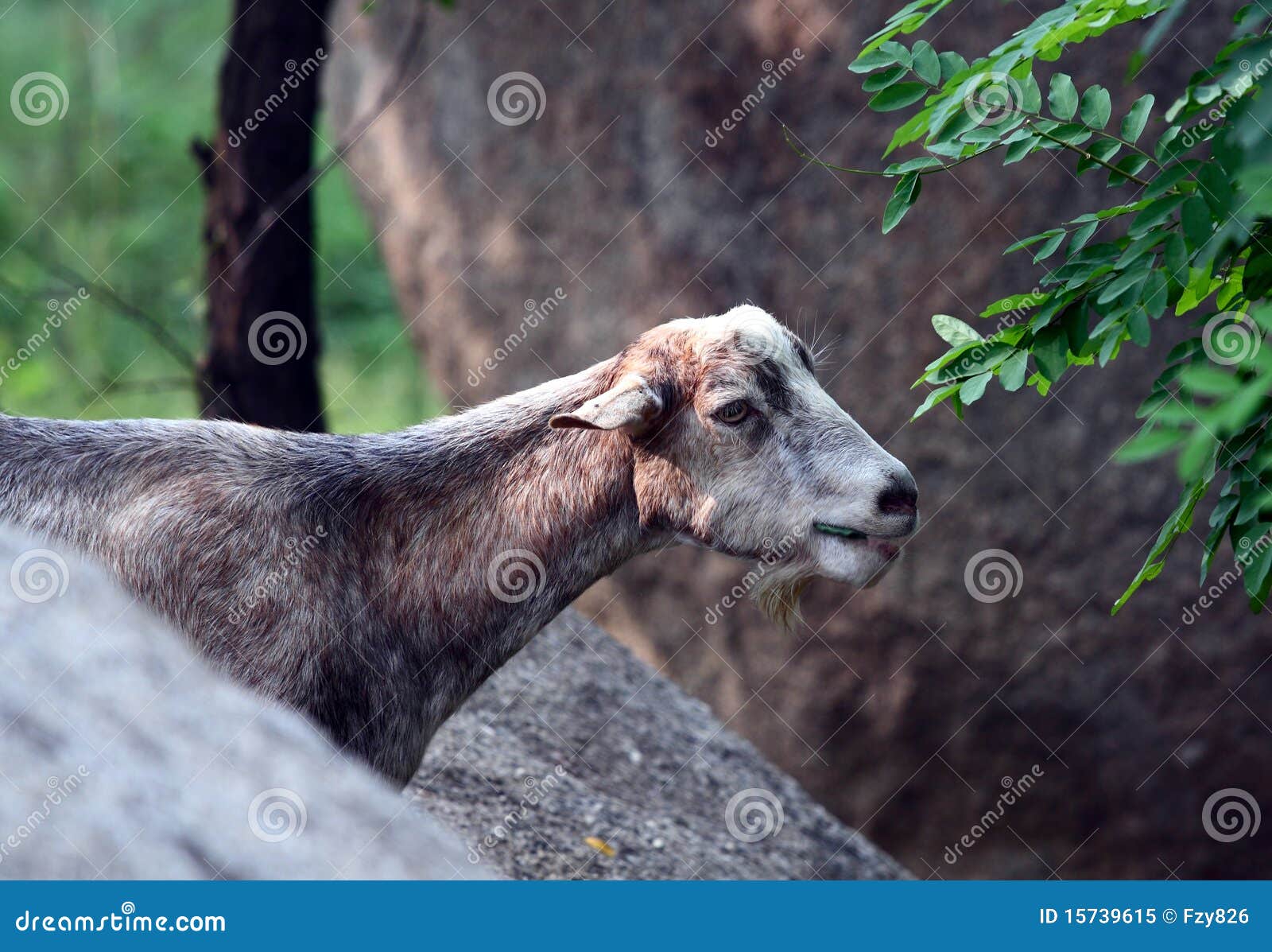 Grey goat stock image. Image of farm, hill, rock, horns - 15739615