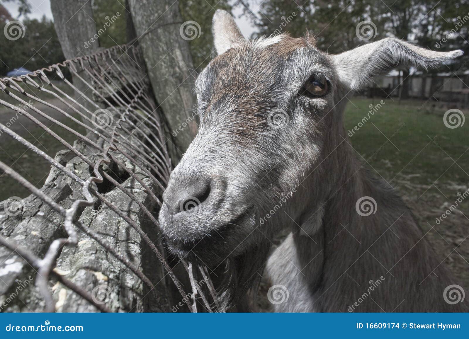Grey Goat stock photo. Image of mammal, attraction, animal - 16609174