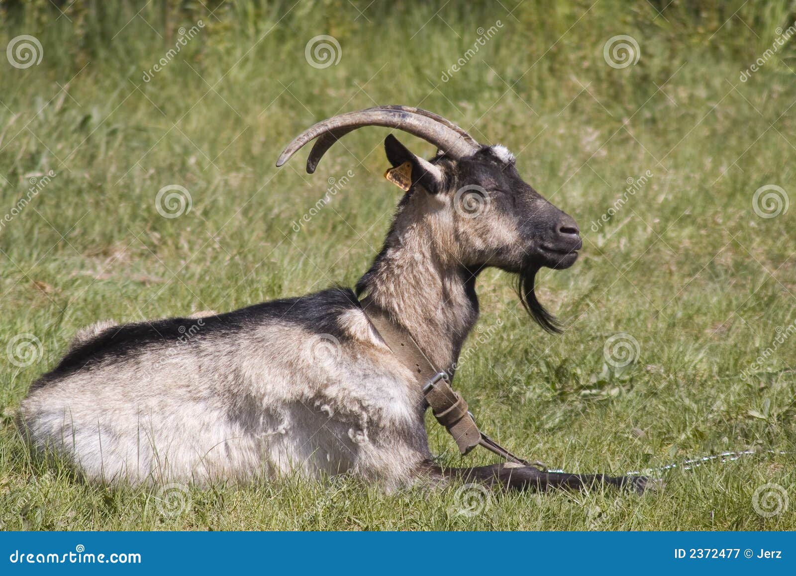 Grey goat stock image. Image of farm, horned, black, grass - 2372477