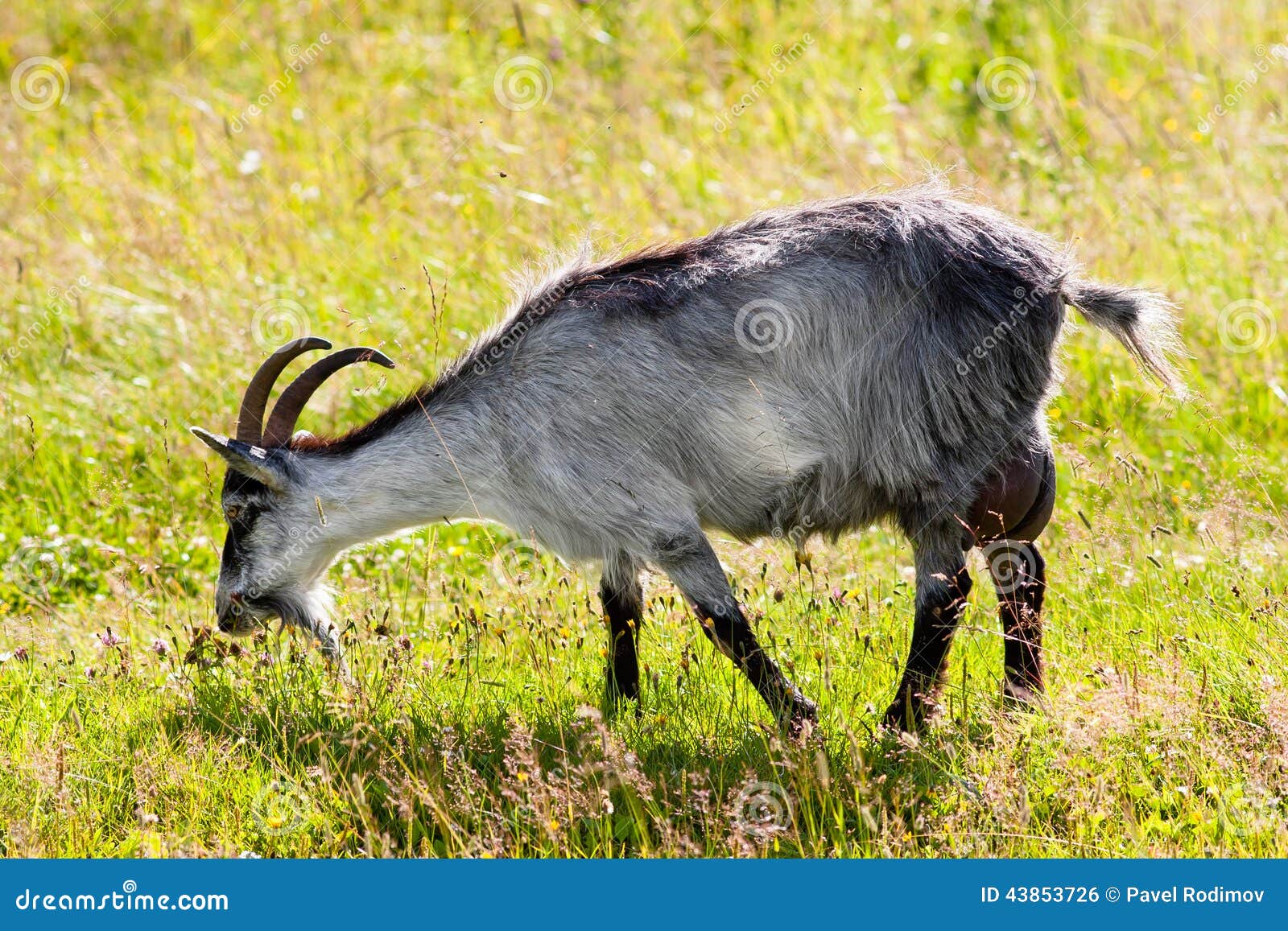 Grey goat stock photo. Image of backgrounds, goat, meadow - 43853726