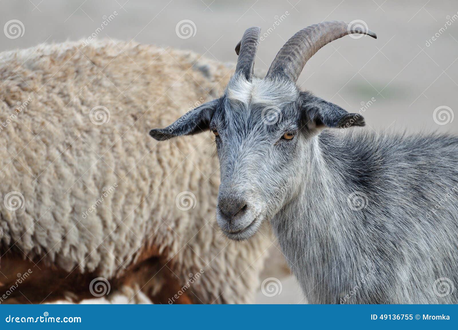 Grey goat stock image. Image of breeding, horn, grey - 49136755
