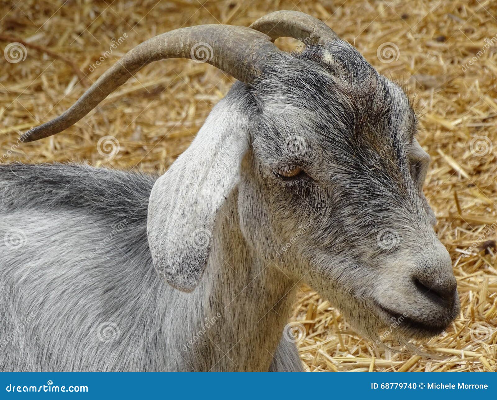 Grey goat stock photo. Image of livestock, alone, nature - 68779740