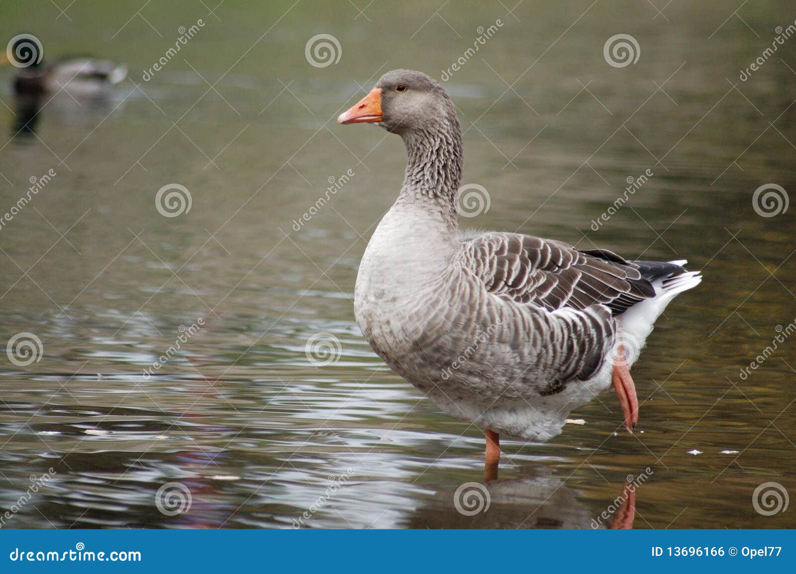 Grey goose stock photo. Image of outdoor, white, wild - 13696166