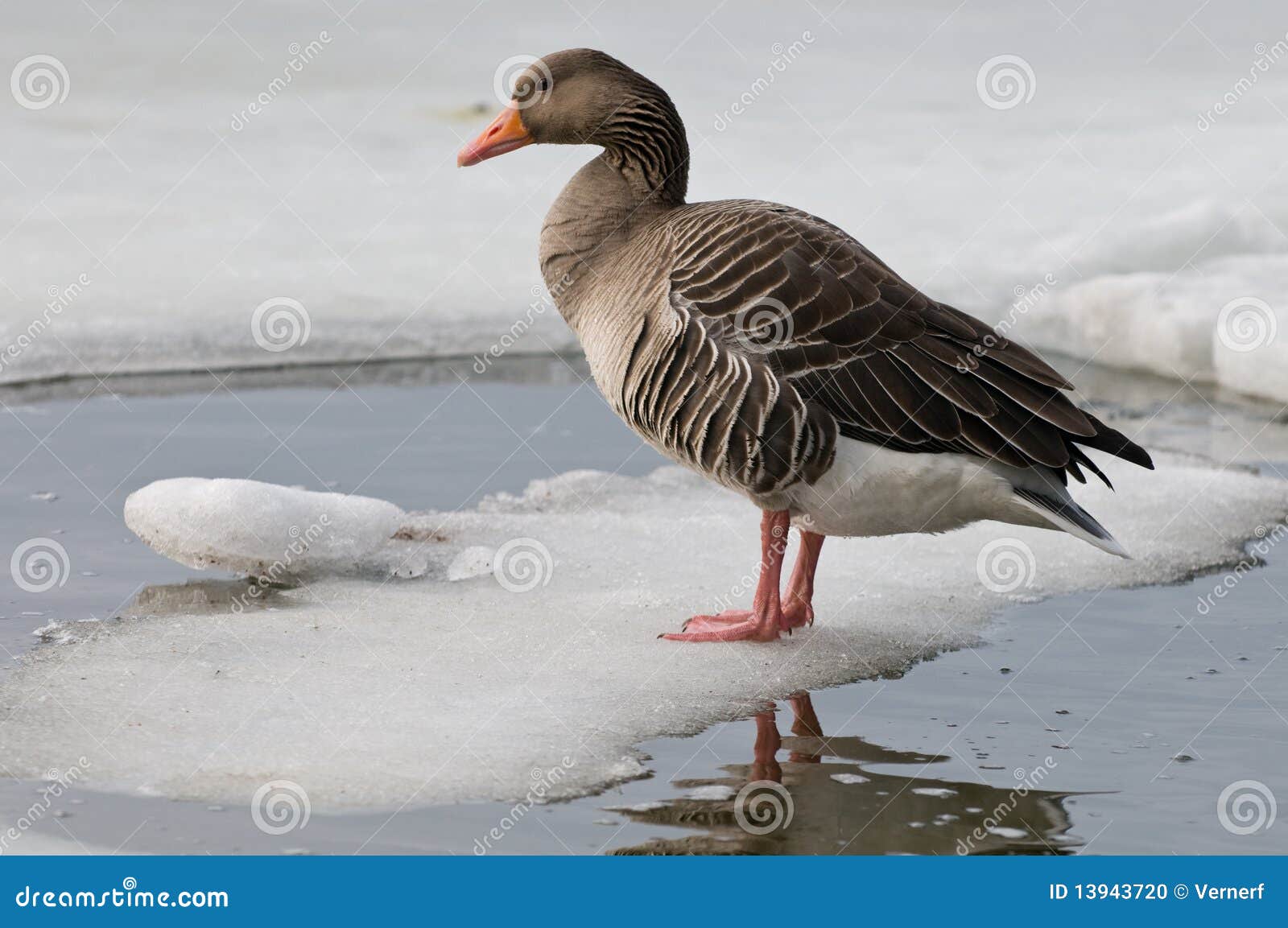 Grey goose stock photo. Image of winter, goose, walking - 13943720