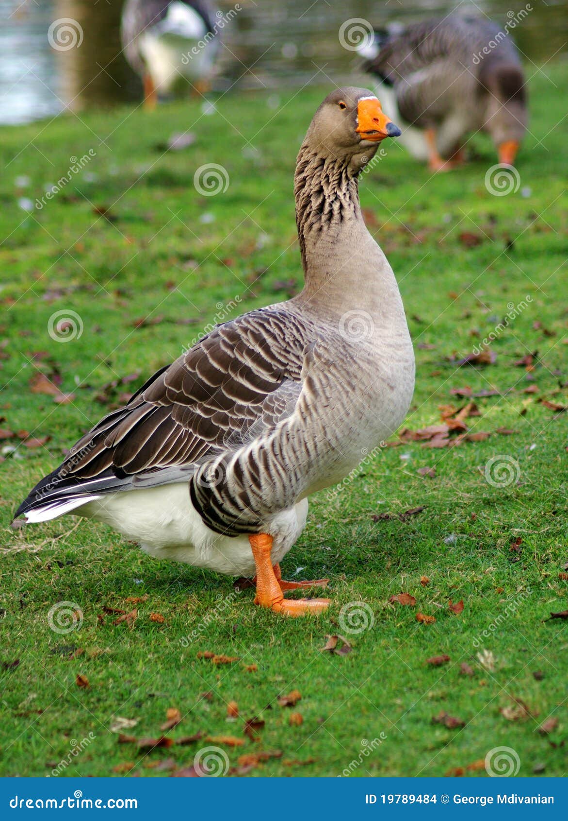 Grey goose stock photo. Image of goose, nature, colorful - 19789484