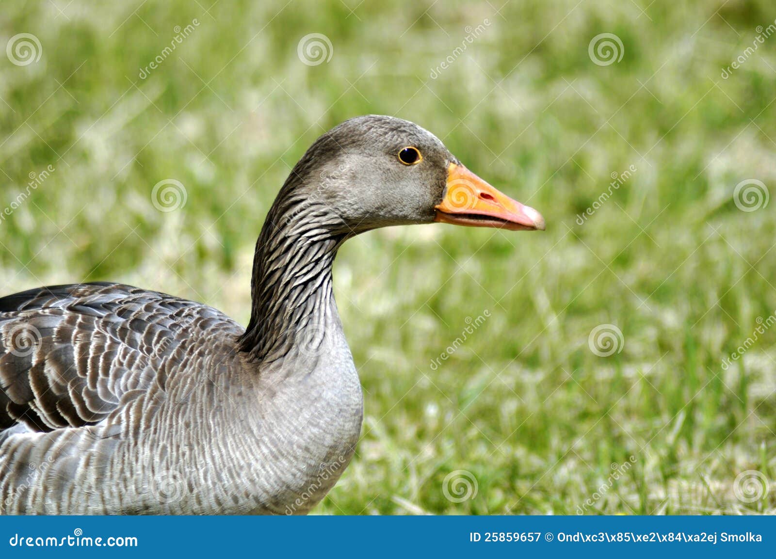 Grey Goose stock image. Image of fowls, wild, bean, feather - 25859657