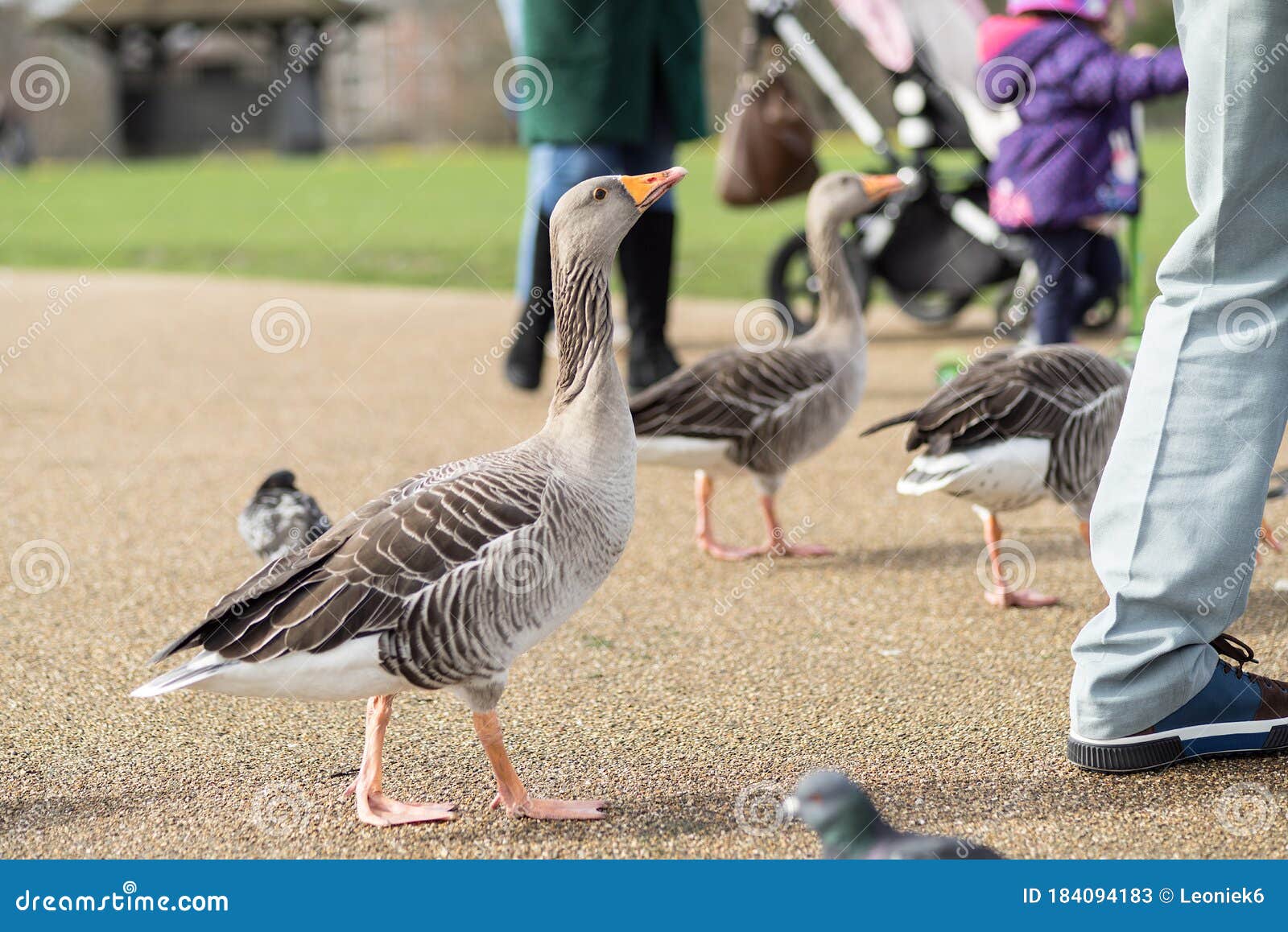 Grey Goose Chasing People for Food in the Park Stock Image - Image of ...