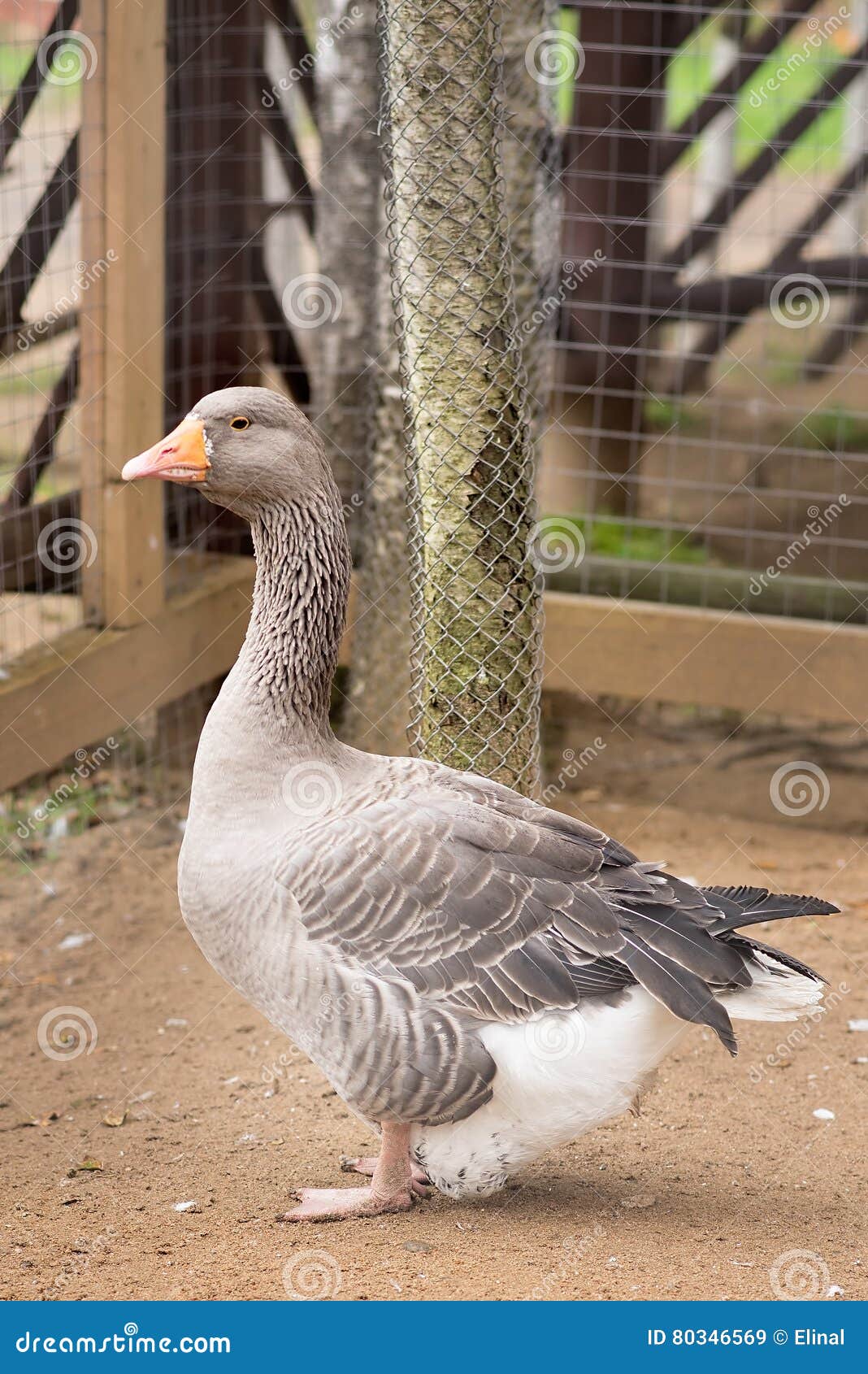 Grey Goose, Domestic Bird. Nature. Farm Stock Image - Image of spring ...