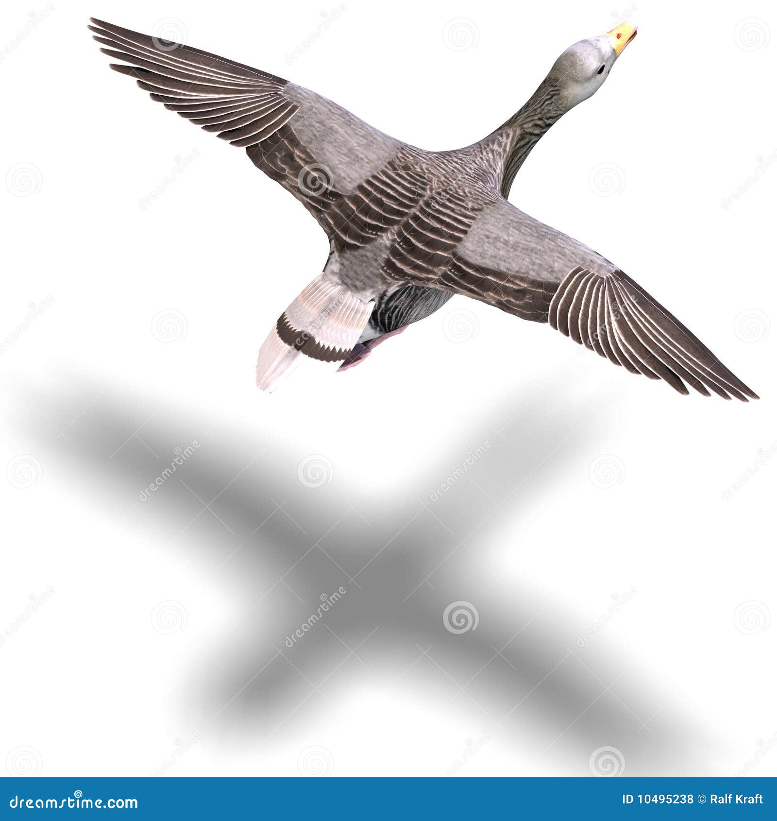 Grey goose in flight stock illustration. Illustration of poult - 10495238