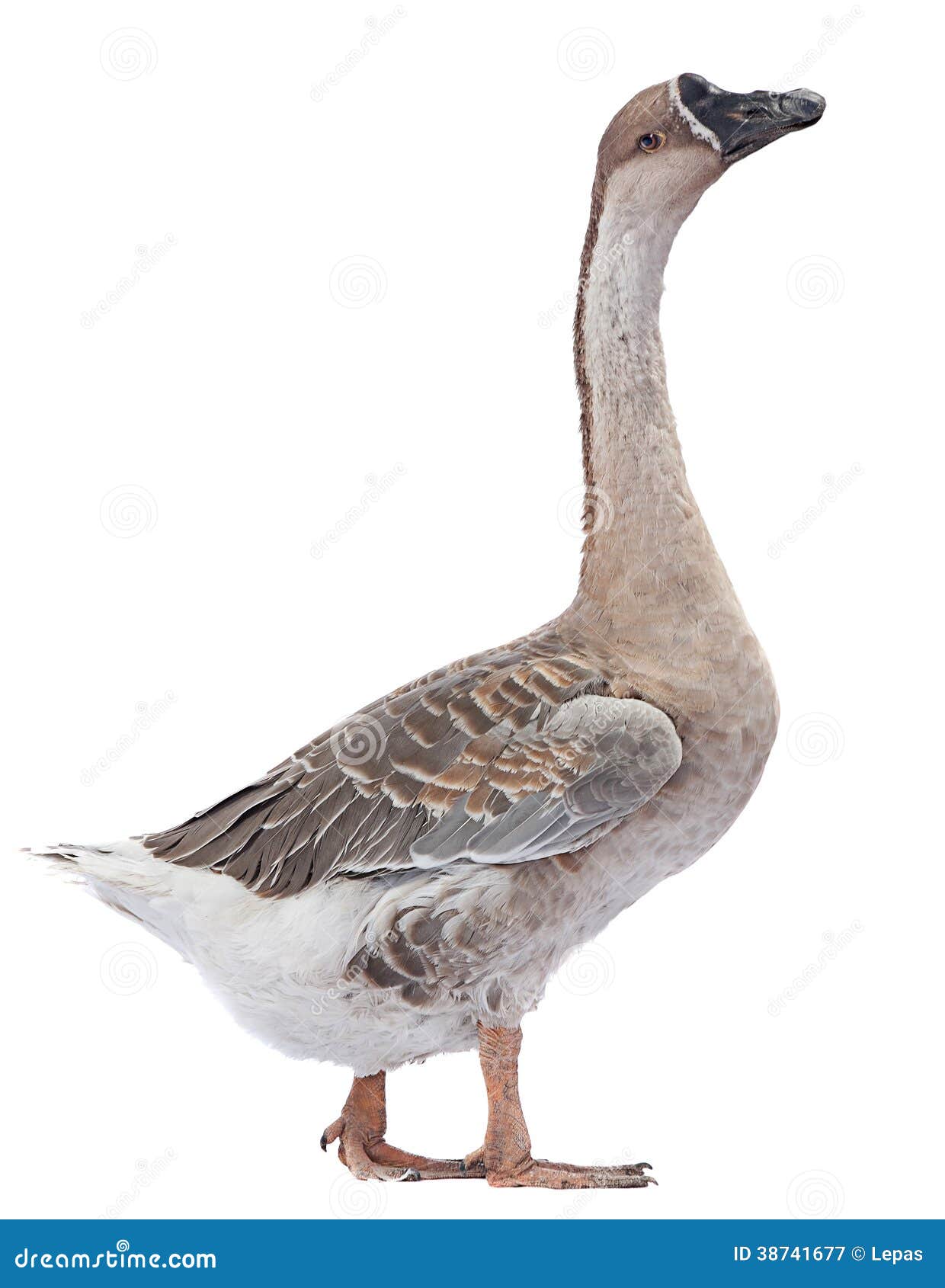 Grey goose stock image. Image of poultry, agriculture - 38741677