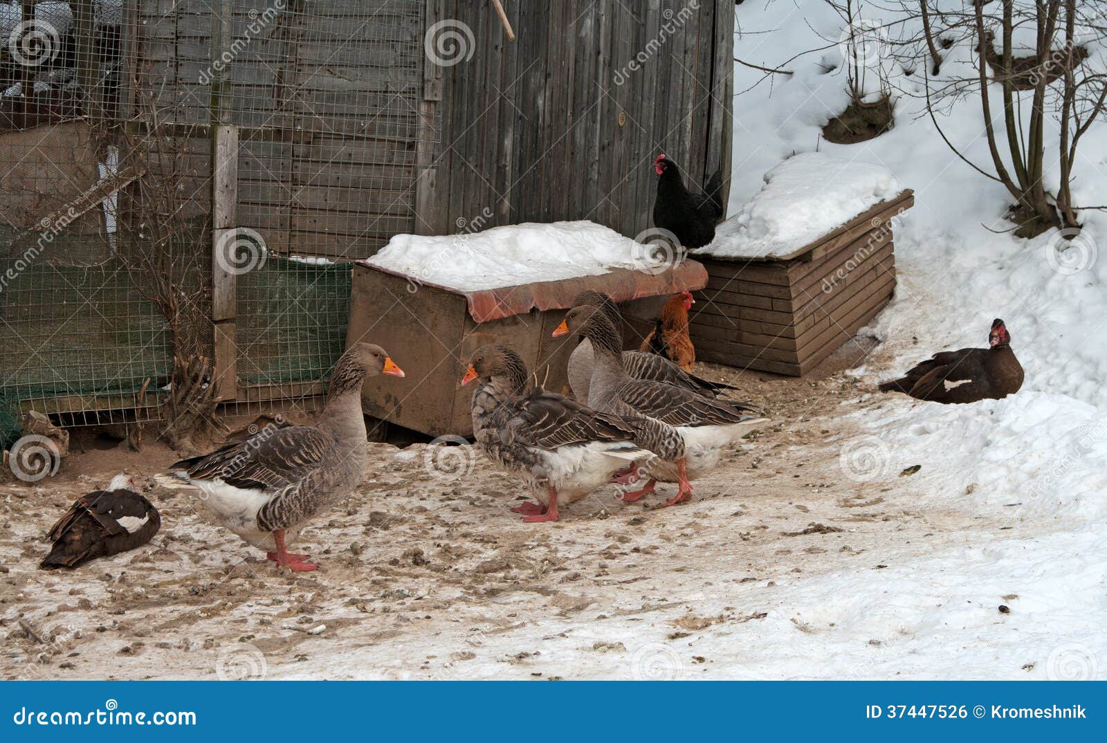 Grey goose. stock photo. Image of cockerel, grey, nature - 37447526