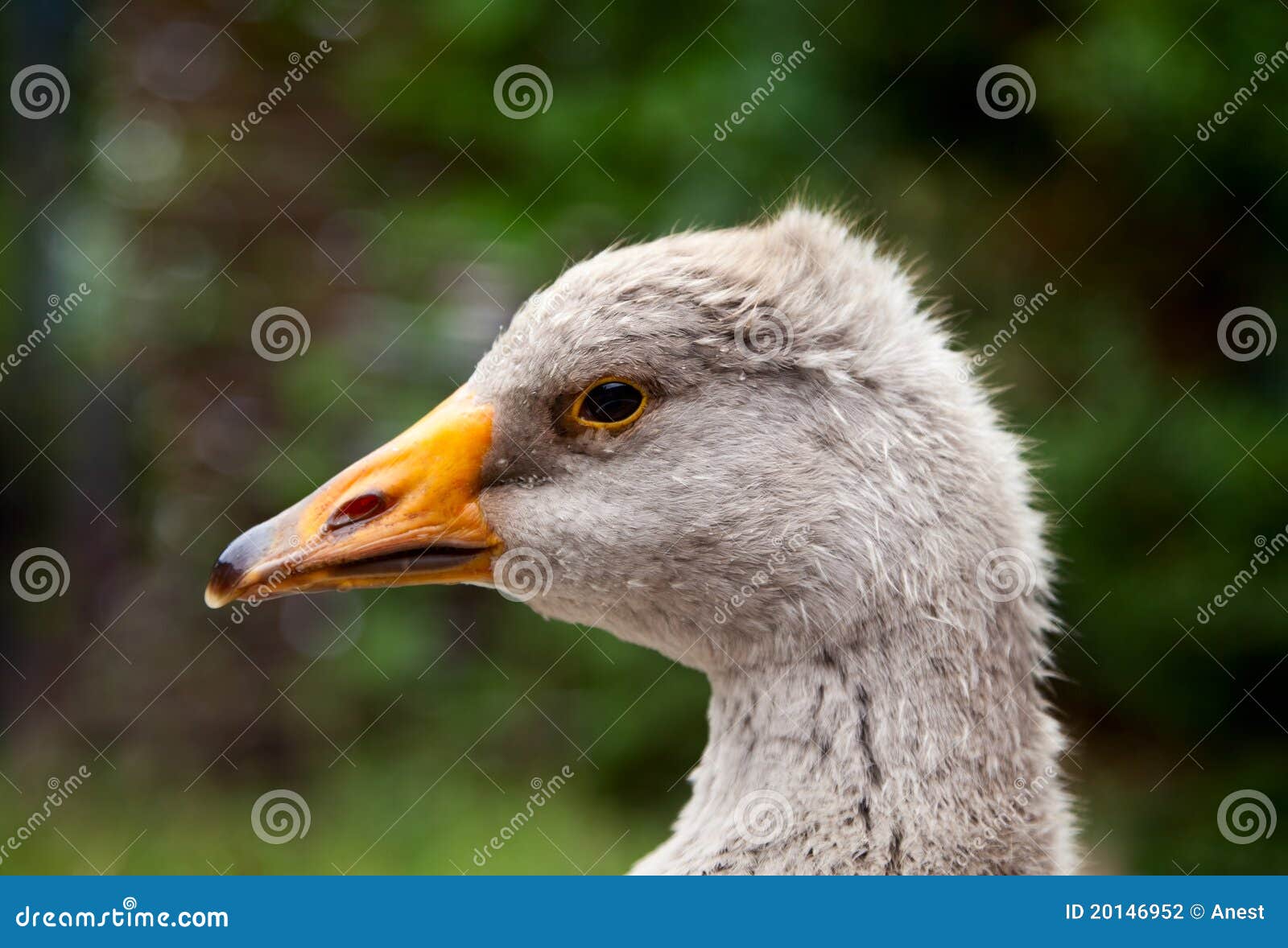 Grey goose head stock photo. Image of neck, head, eyes - 20146952