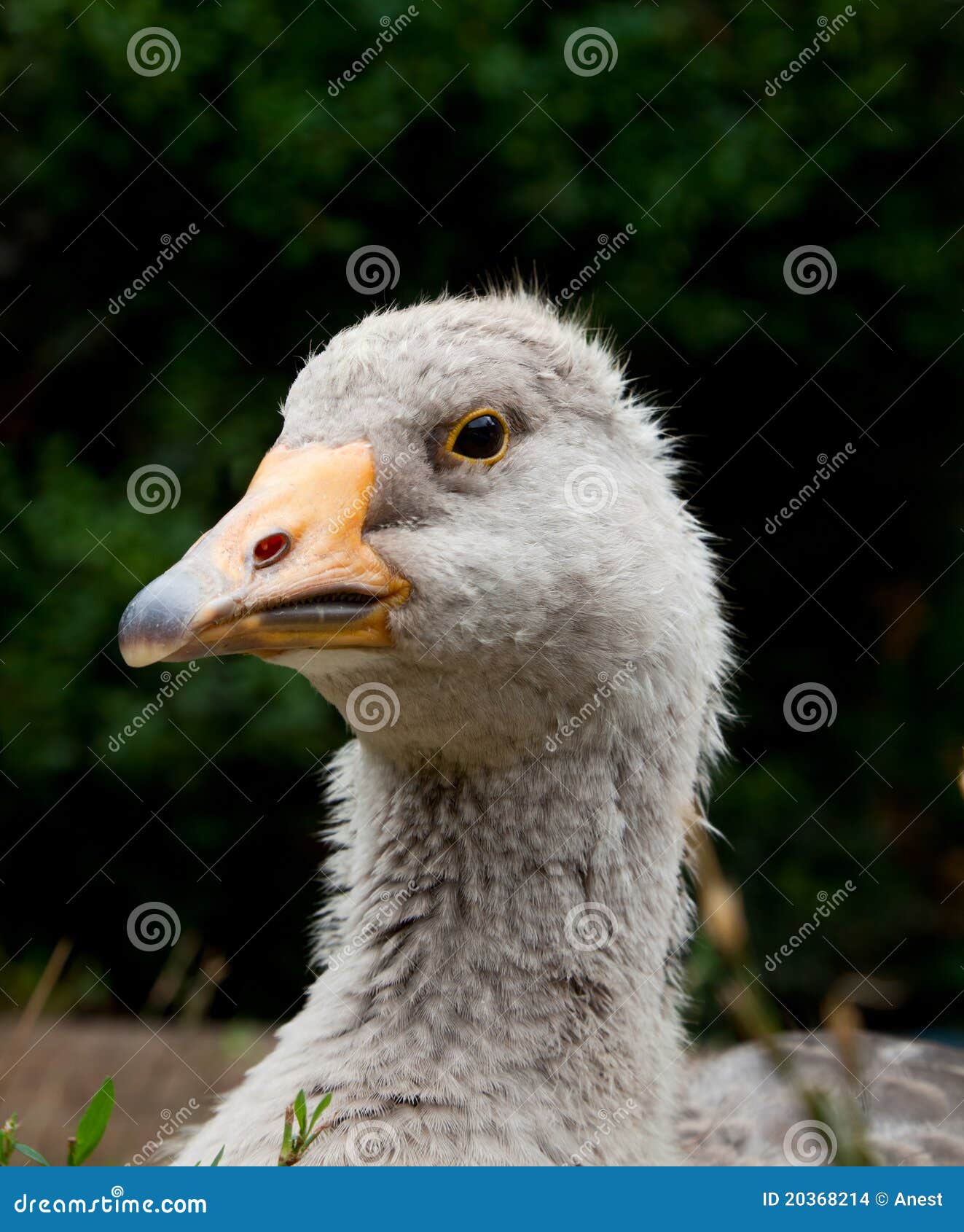 Grey goose head close-up stock photo. Image of bird, goose - 20368214