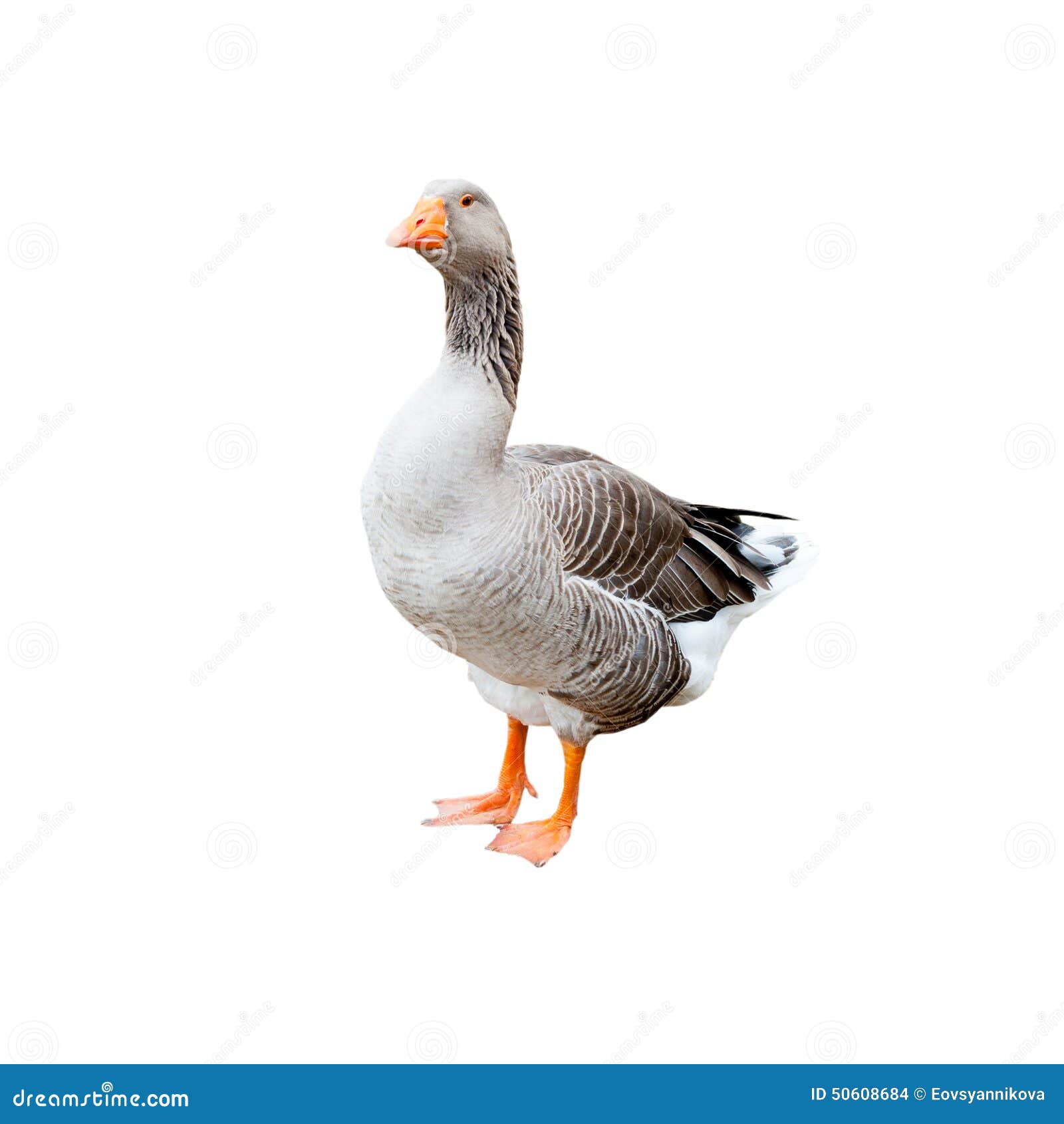 Grey Goose Floating On The Pond In Japanese Garden. Royalty-Free Stock ...