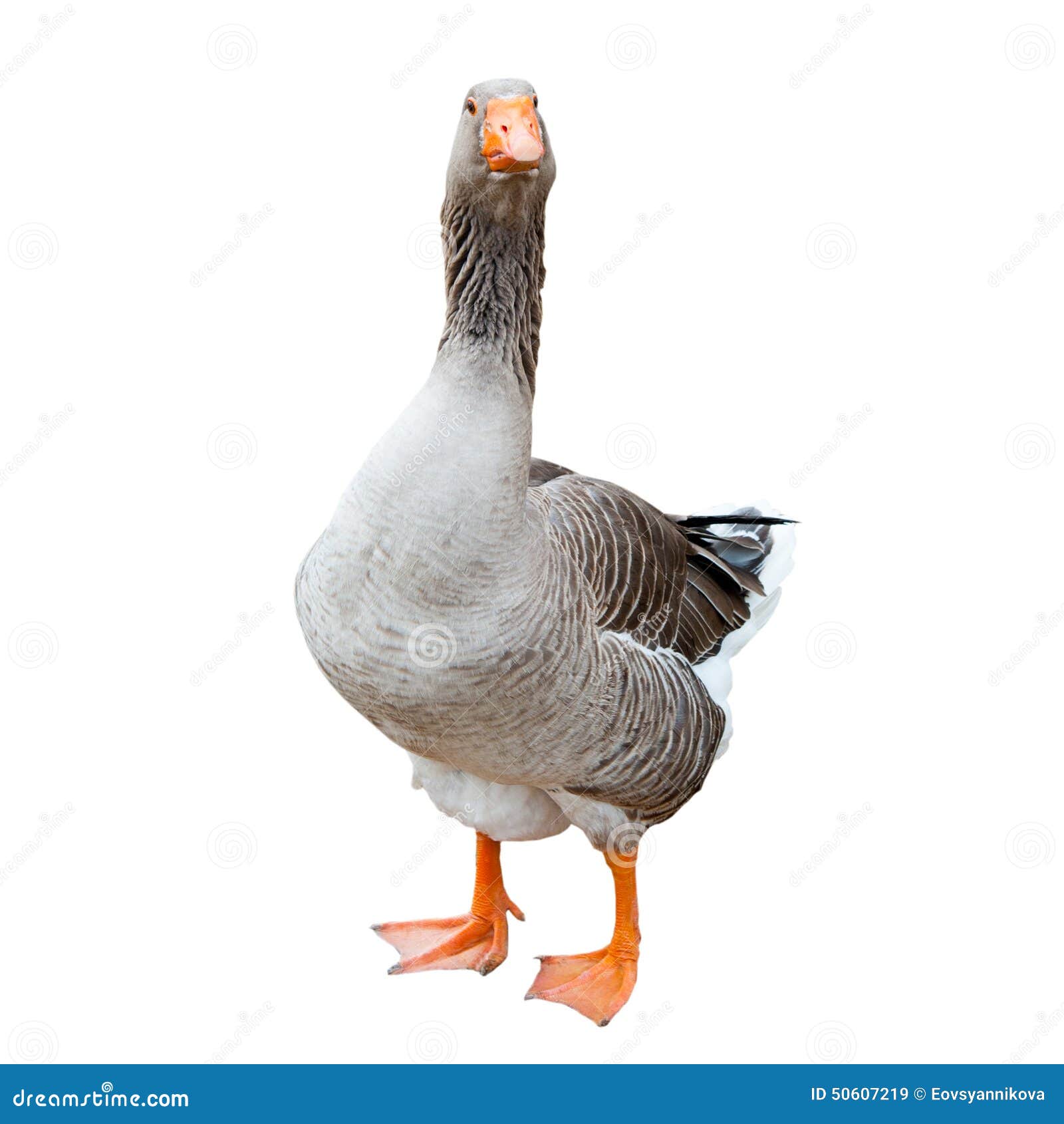 Grey Goose Floating On The Pond In Japanese Garden. Royalty-Free Stock ...