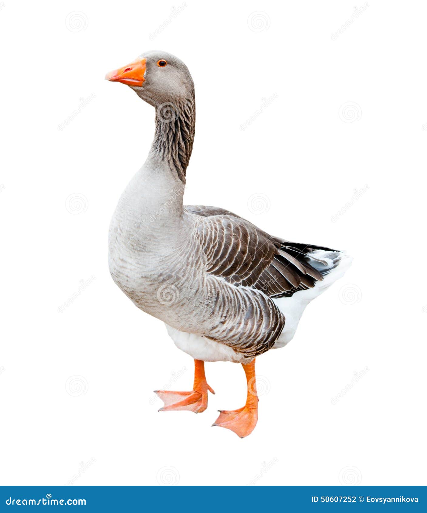 Grey Goose Floating On The Pond In Japanese Garden. Royalty-Free Stock ...