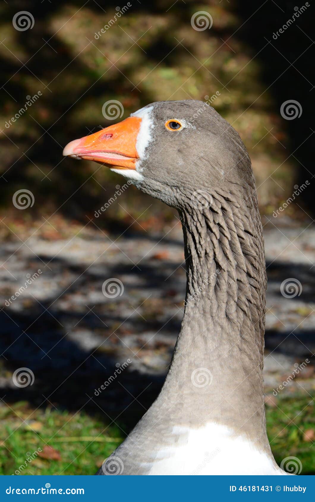 Grey goose portrait stock image. Image of goose, brown - 46181431