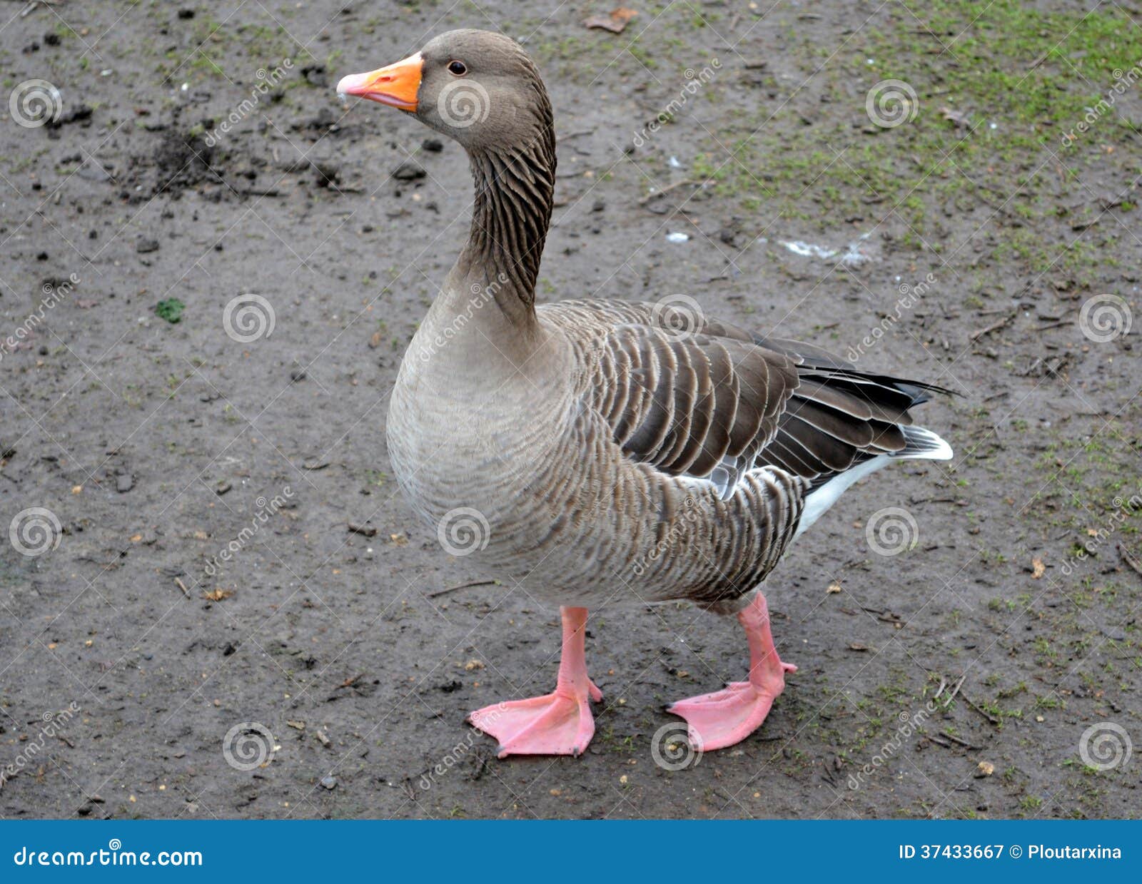 Grey goose portrait stock image. Image of waterfowl, poultry - 37433667
