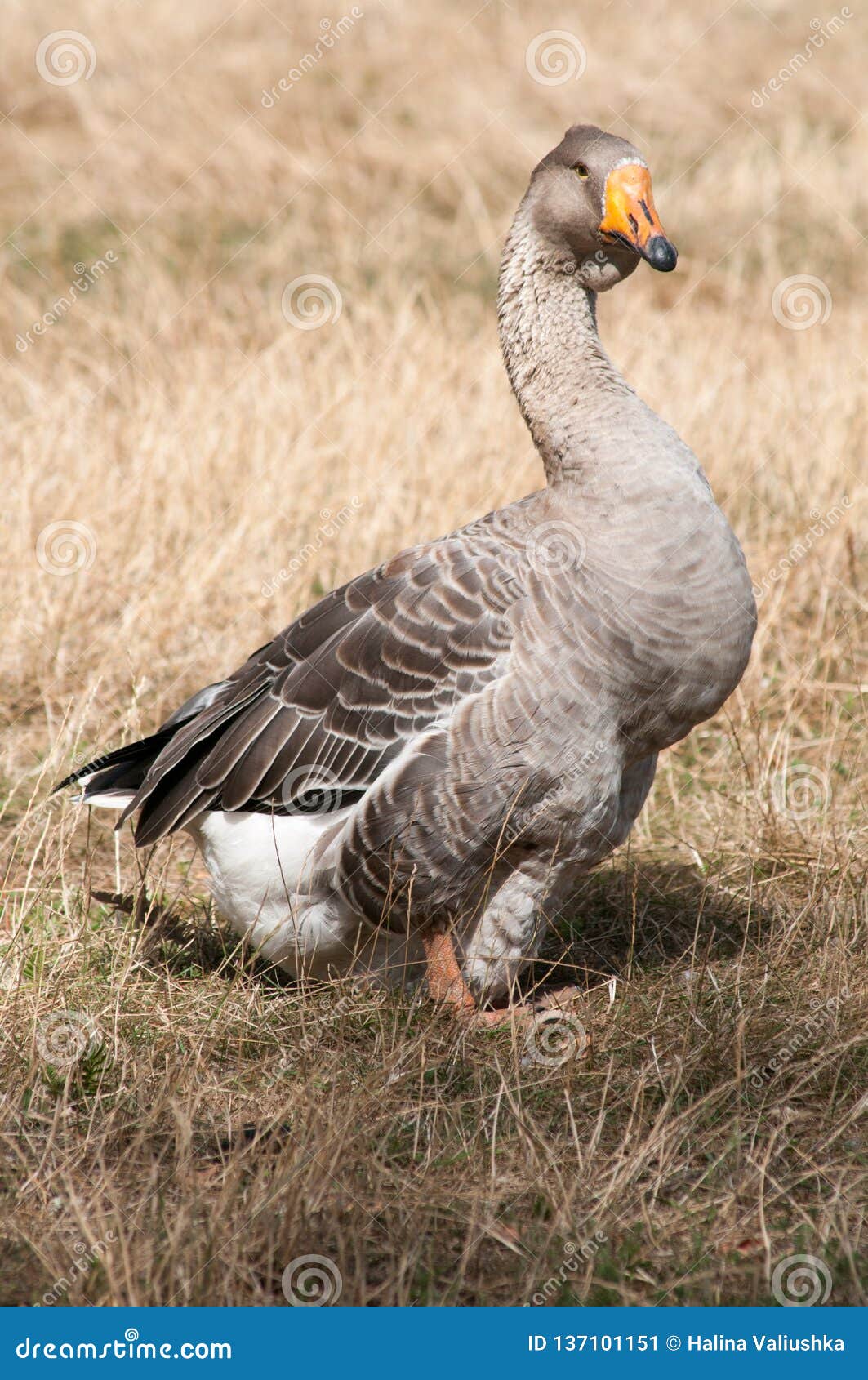 Goose Standing In A Zoo Stock Photo | CartoonDealer.com #107540304