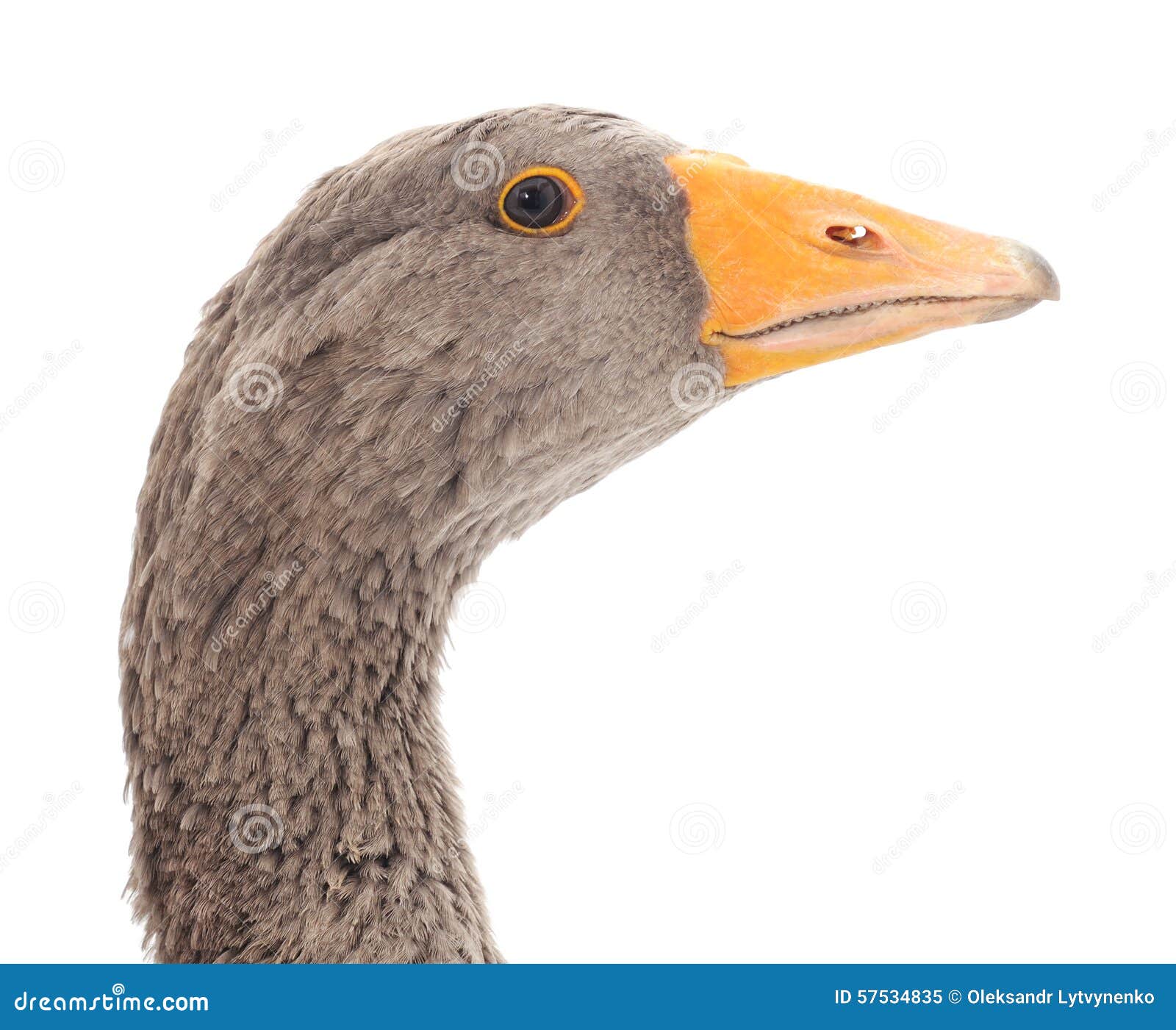 Grey Goose Floating On The Pond In Japanese Garden. Royalty-Free Stock ...