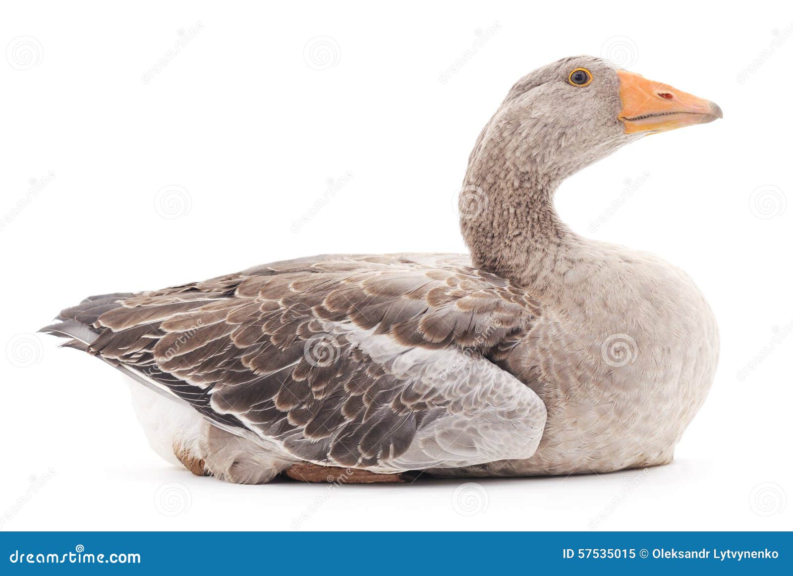 Grey Goose Floating On The Pond In Japanese Garden. Royalty-Free Stock ...