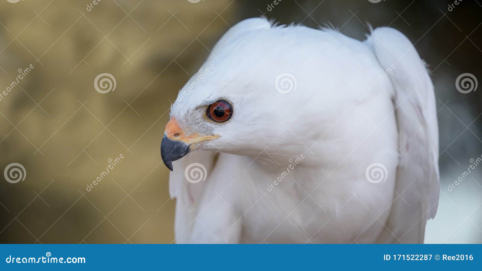 White goshawk bird stock image. Image of white, goshawk - 171522287