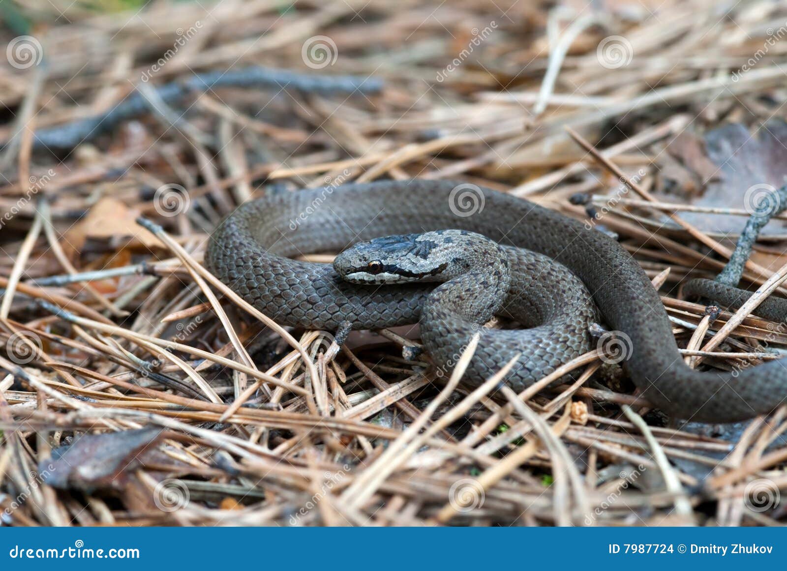 Grey Grass-snake stock photo. Image of innocuous, litter - 7987724
