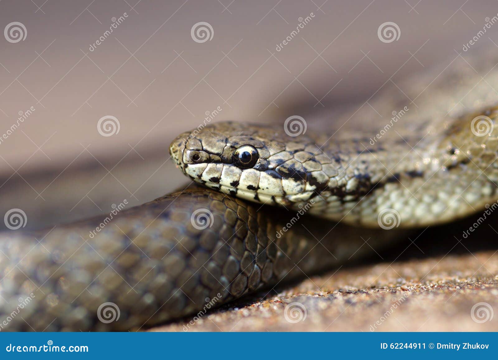 Grey Grass-snake Royalty-Free Stock Photography | CartoonDealer.com ...