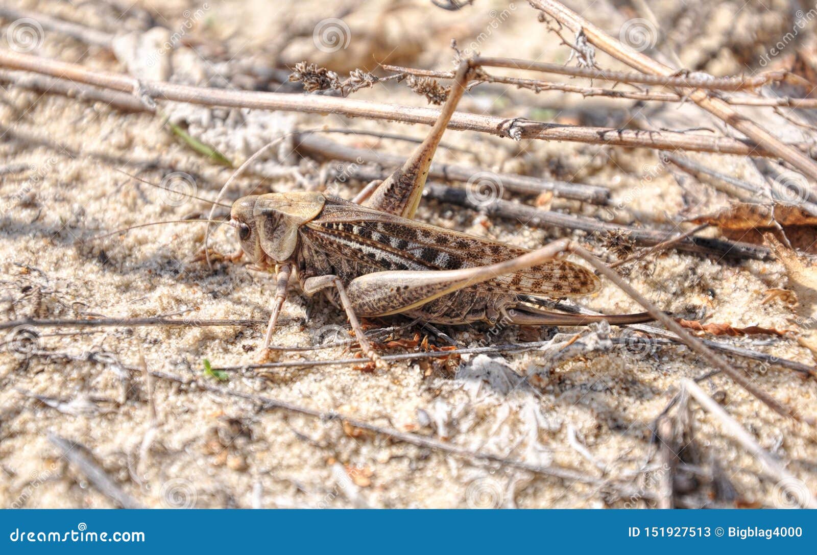 Grey Grasshopper on Sand in the Forest Stock Image - Image of insect ...