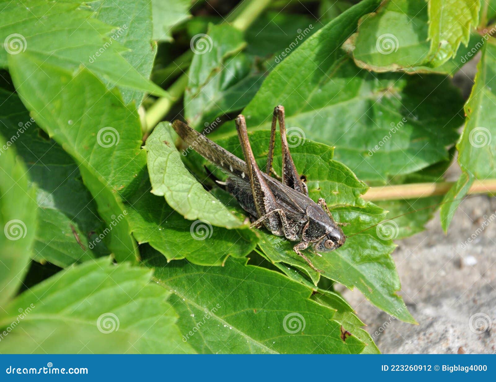 Grey Grasshopper Sitting on the Leaf. Stock Photo - Image of insect ...