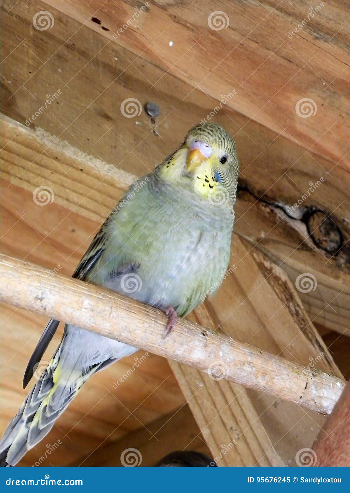 Grey Green Fledgling Budgie In An Aviary Royalty-Free Stock Photography ...