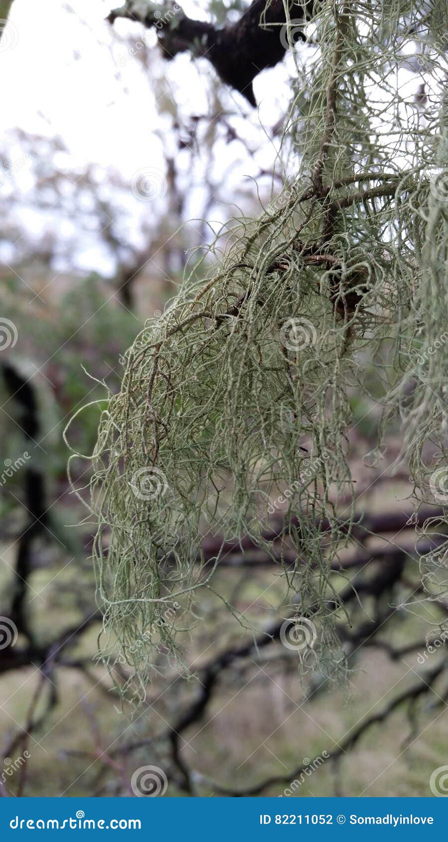 Grey Green Moss on Branches Stock Photo - Image of trees, photograph ...