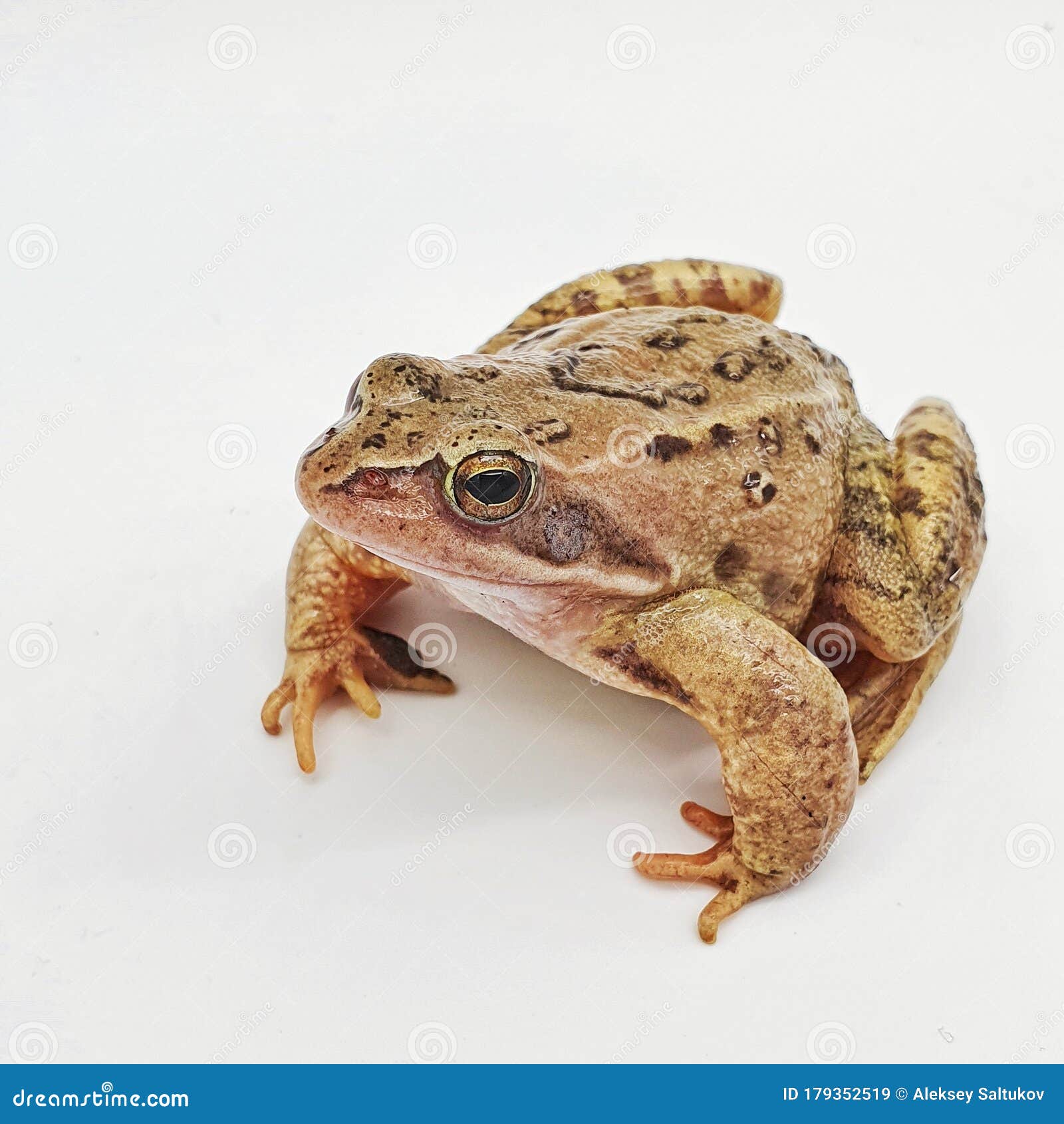 Grey Ground Frog on a White Background Stock Image - Image of frog ...