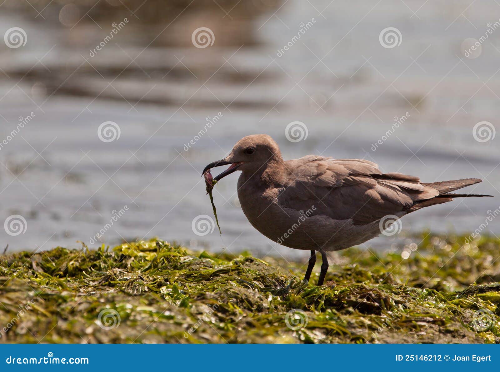 Grey Gull stock photo. Image of leucophaeus, gulls, outdoors - 25146212