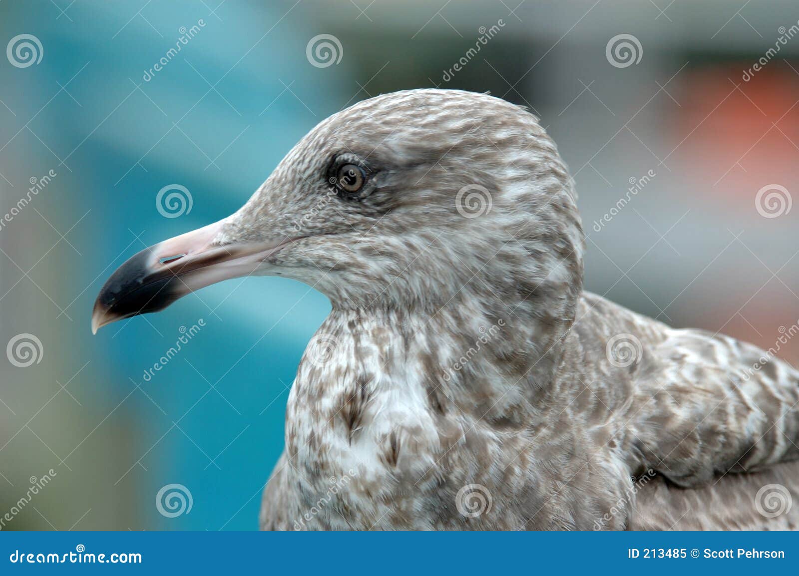 Grey Gull Background For Colors Picture. Image: 213485