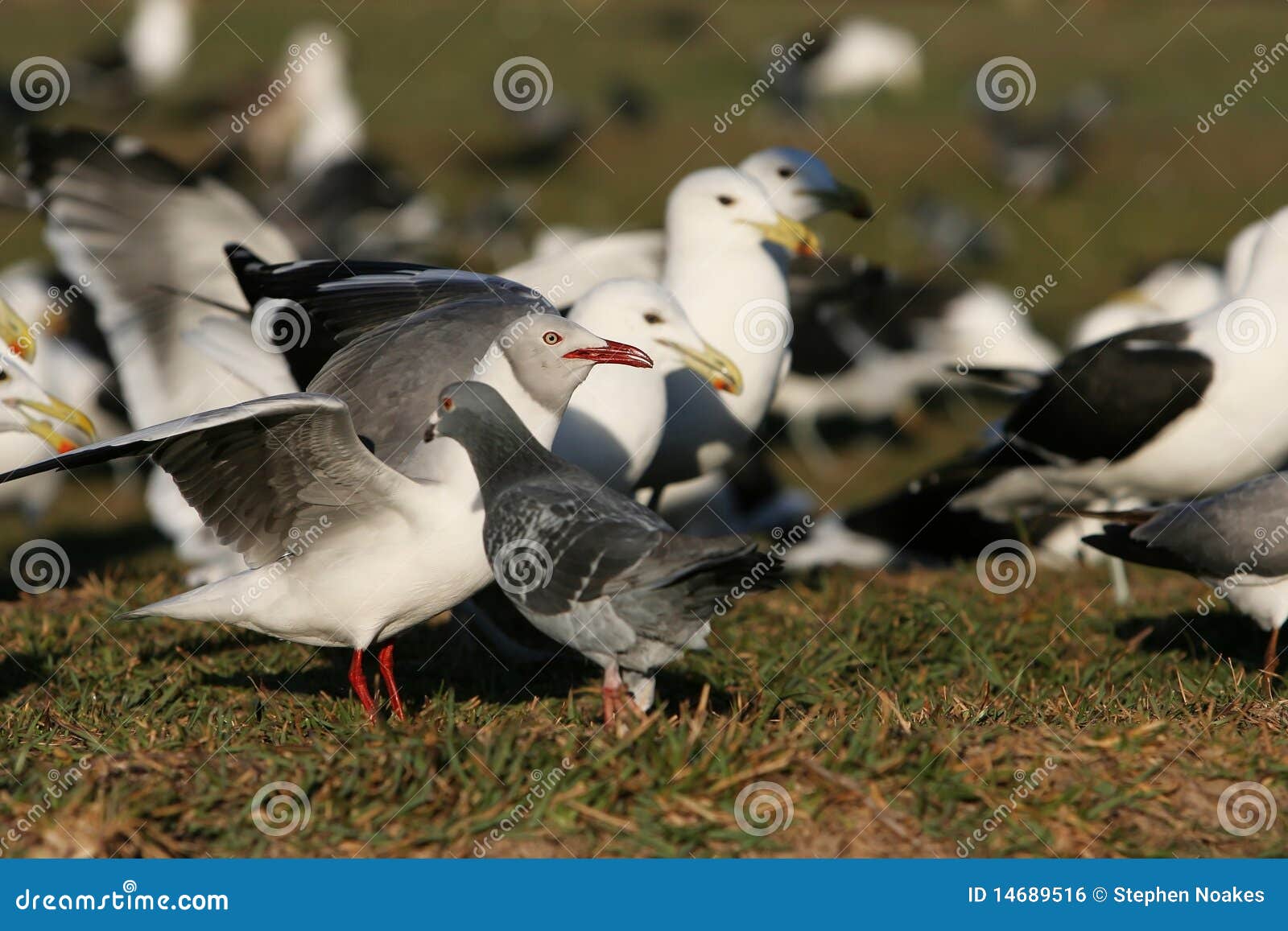 Grey Gull and Western Gulls Stock Photo - Image of wildlife, outdoors ...