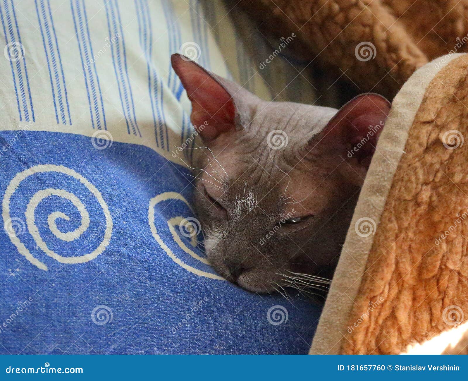 Grey Hairless Cat of the Peterbald Breed Sleeps on a Pillow Under a ...