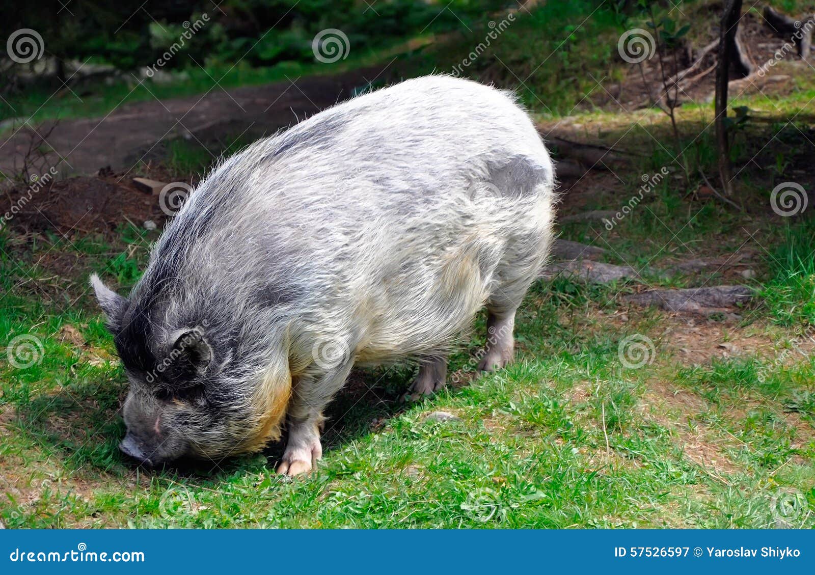 Grey Hairy Big Pig on Green Grass Stock Image - Image of domestic ...