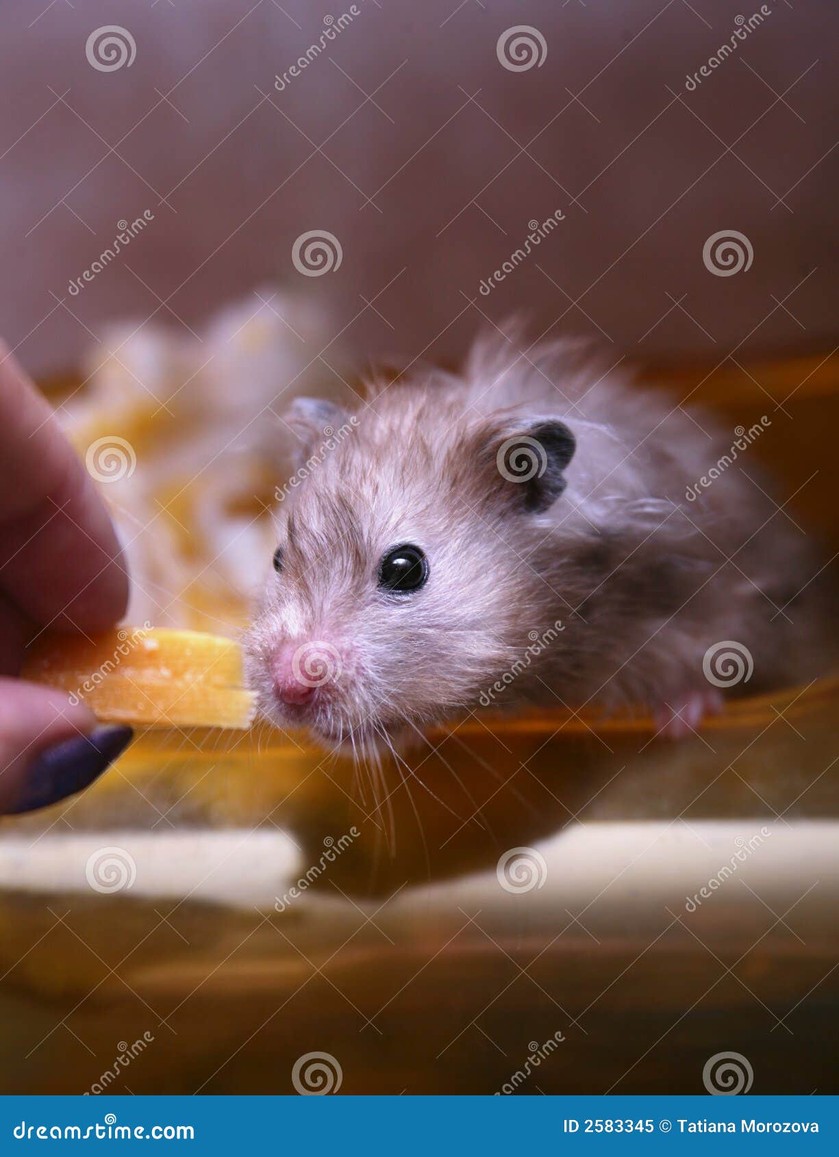 Grey hamster stock image. Image of basket, rodent, dwarfish - 2583345