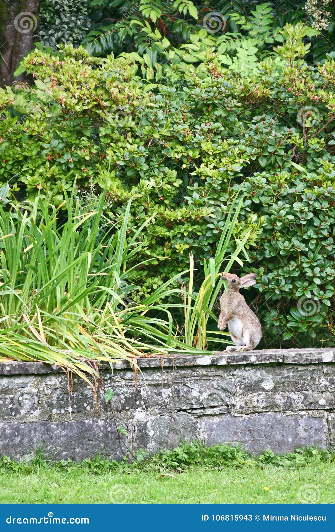 Wild Rabbit Eating Grass on a Stone Wall, Ireland Stock Image - Image ...
