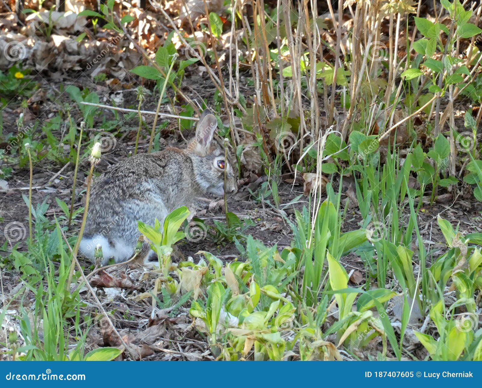 Grey Hare stock image. Image of mammal, nature, color - 187407605